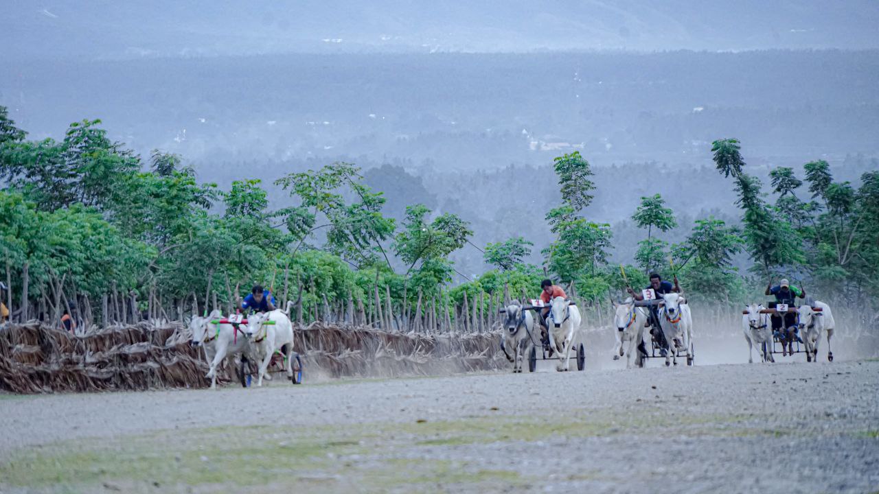 Buka Lomba Karapan Sapi di Padende, Bupati Sigi: Ini Bagian dari ...